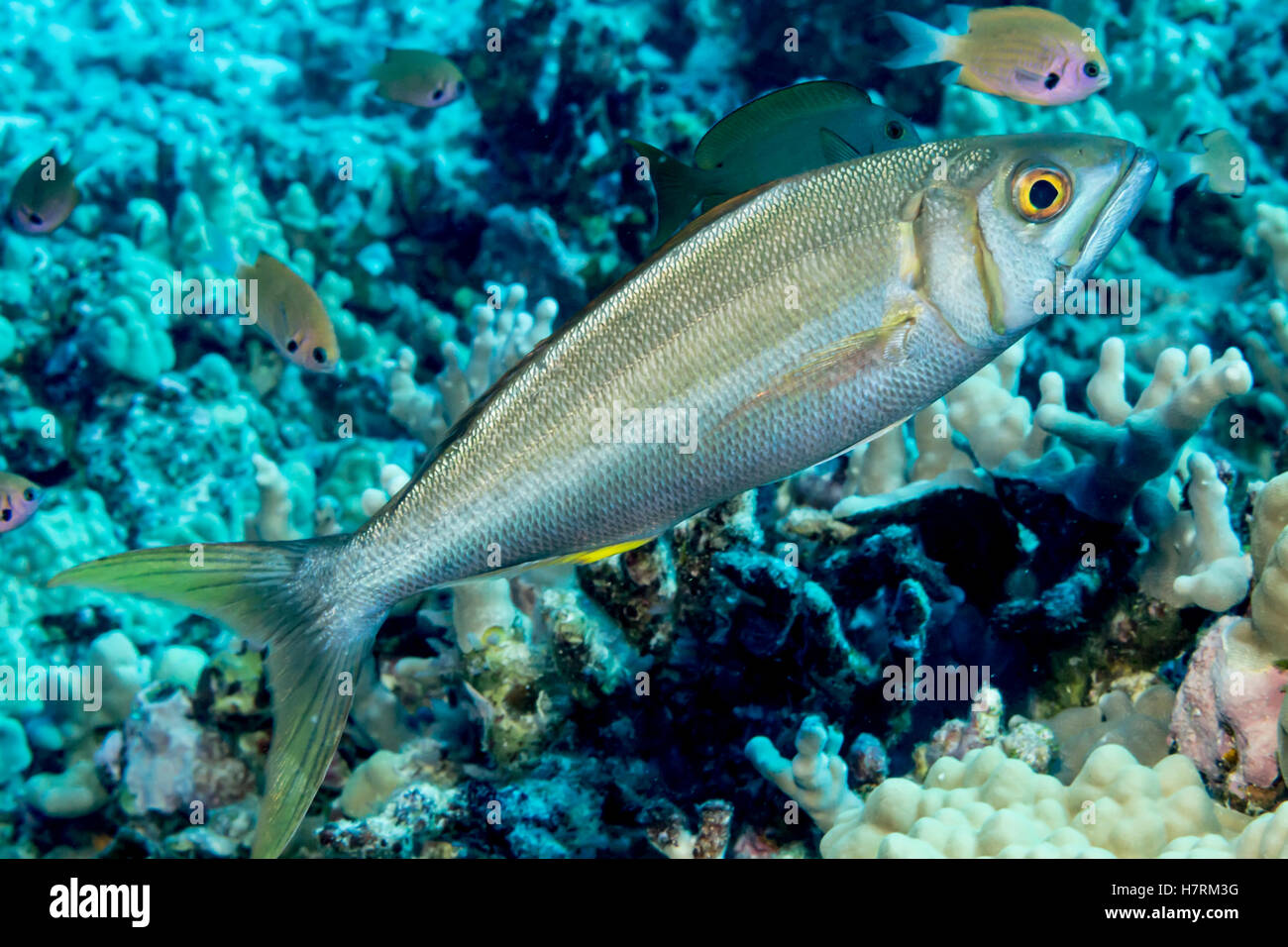 Smalltooth jobfish hi-res stock photography and images - Alamy
