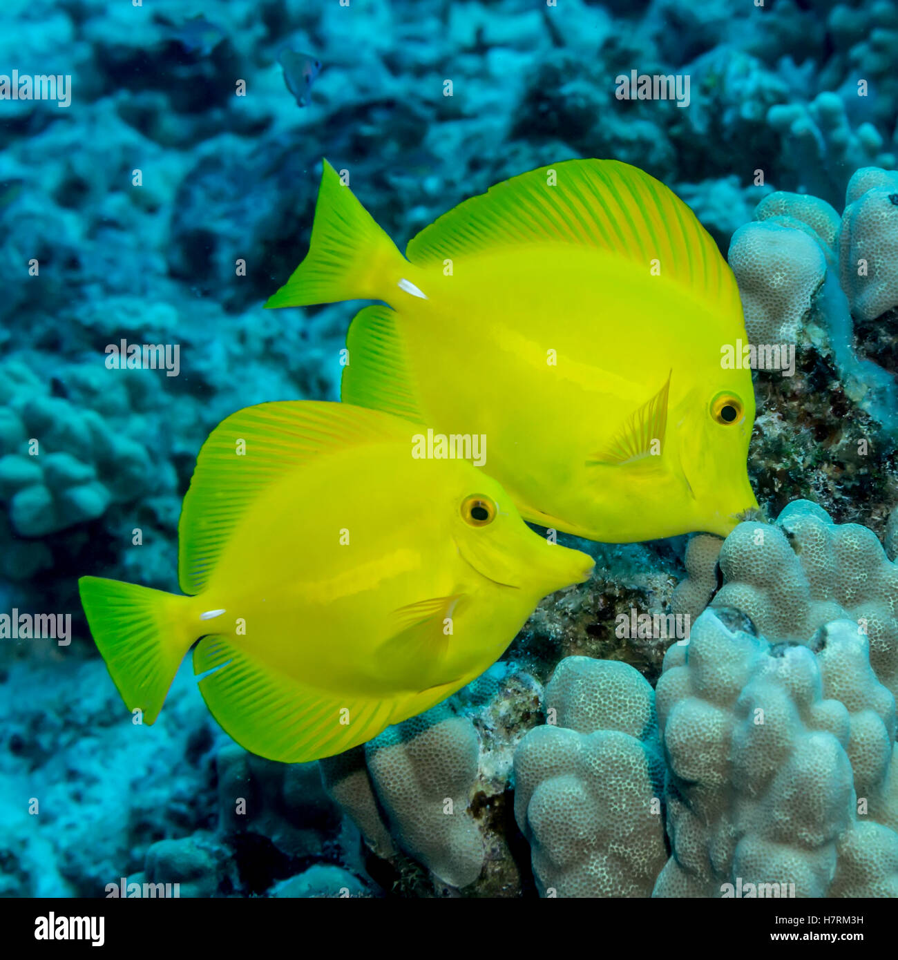 Full tang hi-res stock photography and images - Alamy
