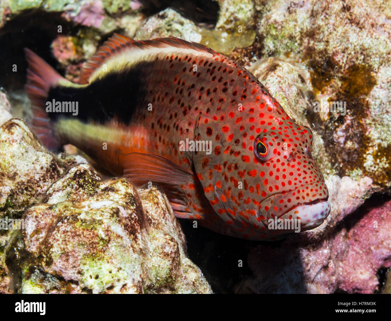 Freckled Hawkfish (Paracirrhites Forsteri) Resting On Algae-Covered ...