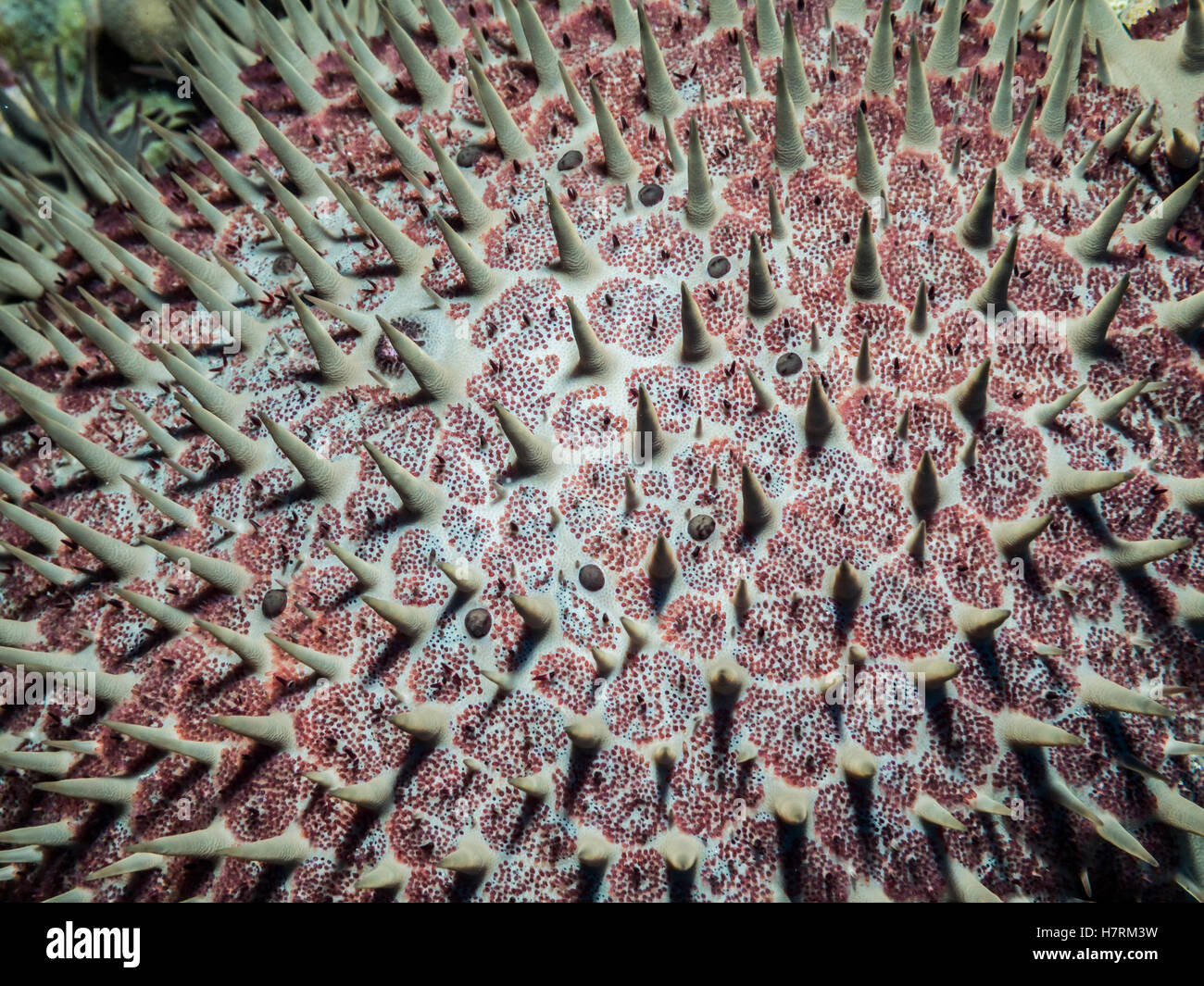 Crown of thorns sea star hi-res stock photography and images - Alamy