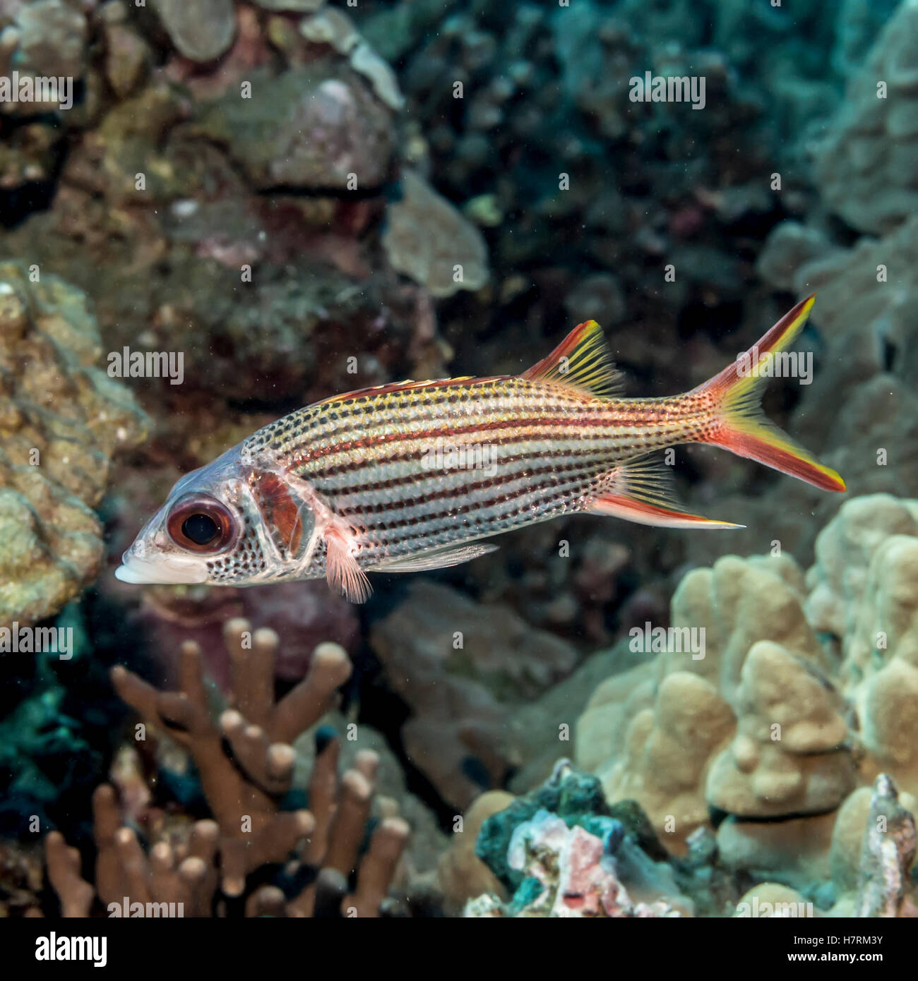 Spotfin Squirrelfish (Neoniphon sammara) portrait that was taken while ...