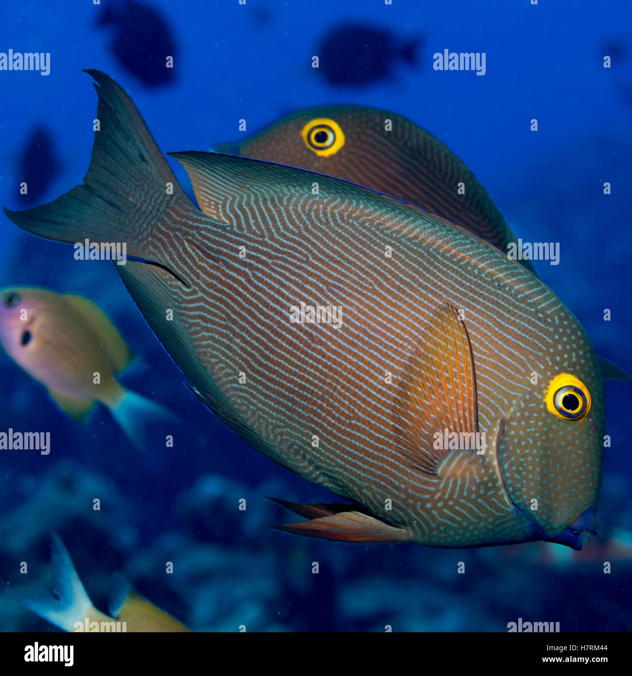 Goldring Surgeonfish (Ctenochaetus strigosus), a Hawaiian endemic fish ...