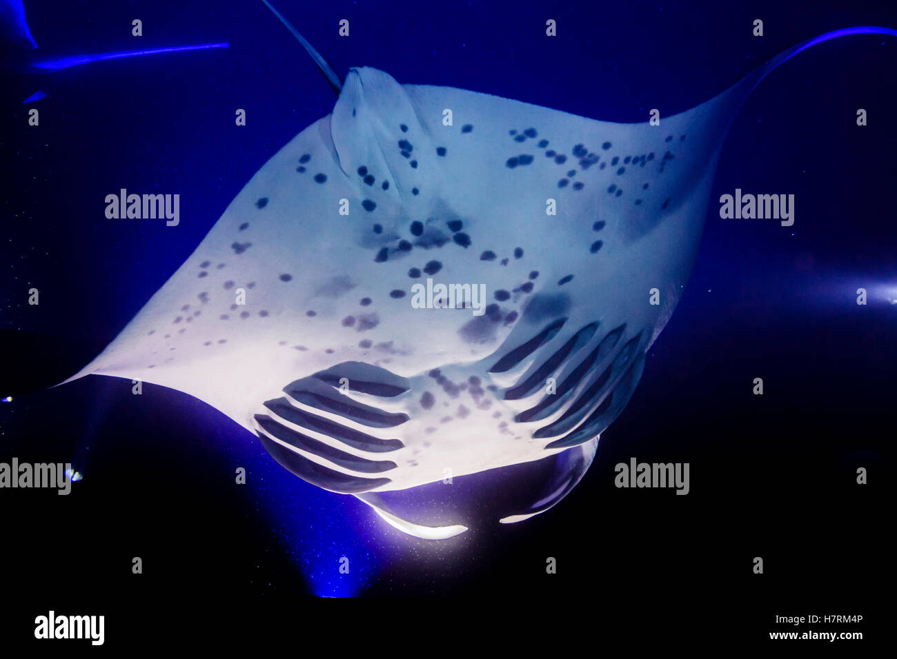 The Individual Unique Spot Pattern On The Underside Of A Coastal Manta ...