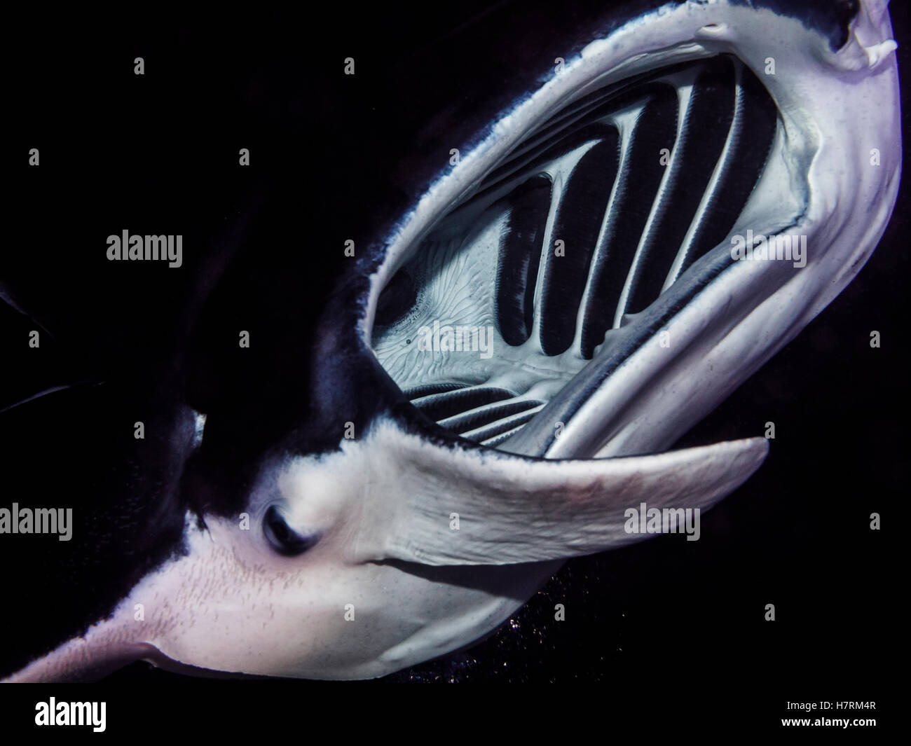 Manta ray mouth hi-res stock photography and images - Alamy