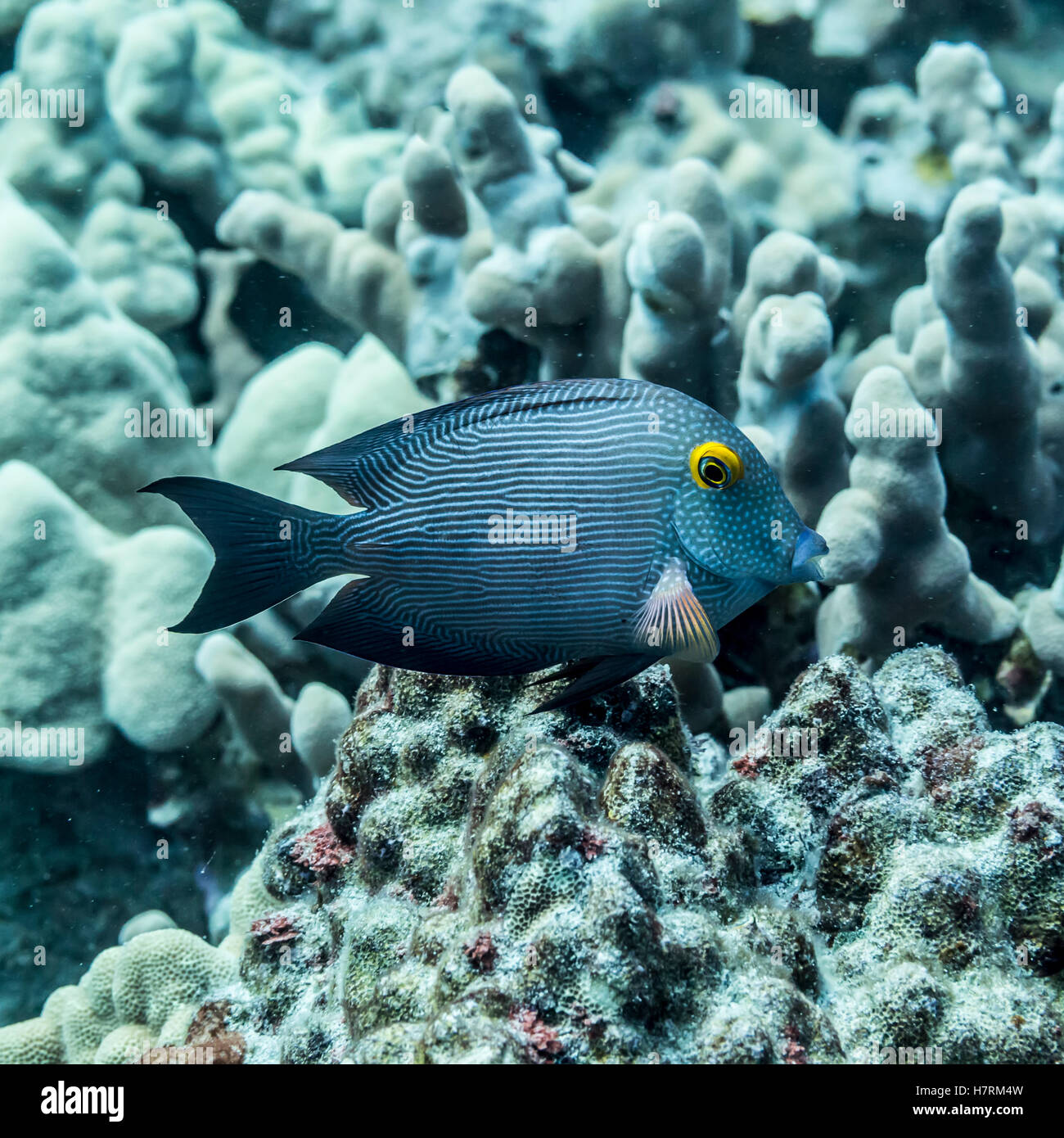 Goldring Surgeonfish (Ctenochaetus strigosus), a Hawaiian endemic fish ...