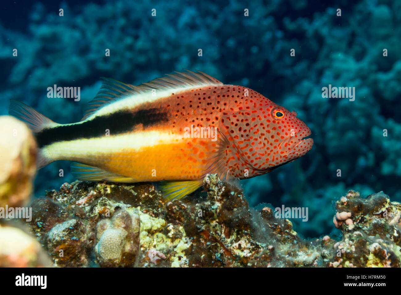 Freckled Hawkfish (Paracirrhites forsteri) resting on algae-covered ...