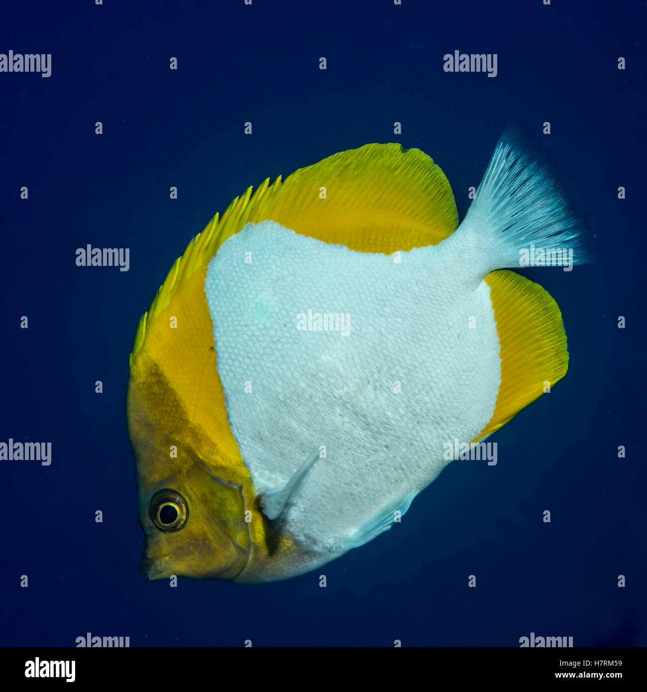 Pyramid Butterflyfish (Hemitaurichthys polylepis) photographed while ...