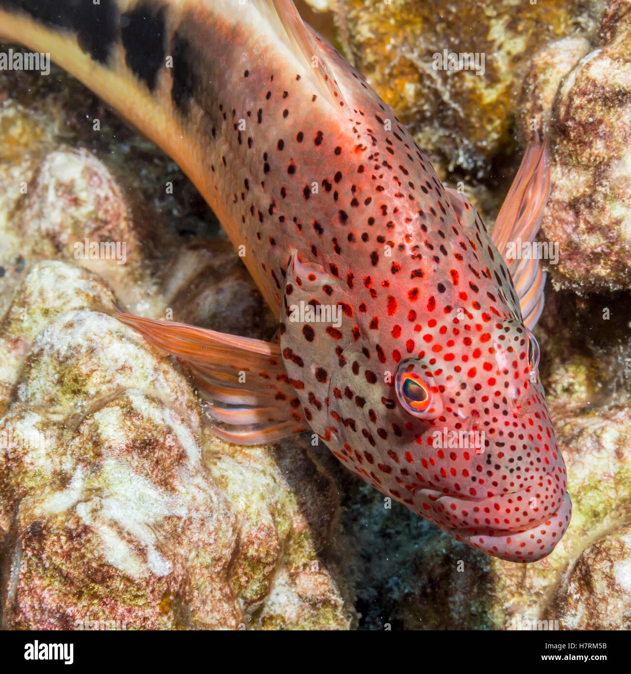Freckled Hawkfish (Paracirrhites Forsteri) Resting On Algae-Covered ...