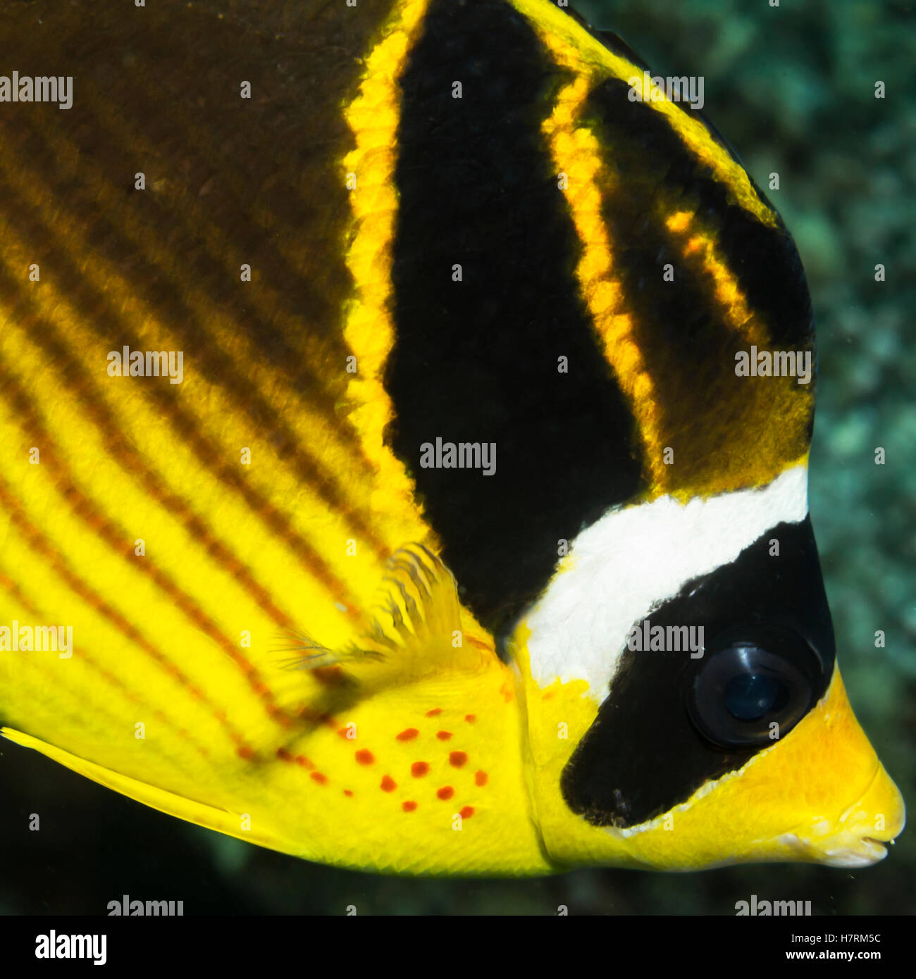 Chaetodon lunula raccoon butterflyfish hi-res stock photography and ...