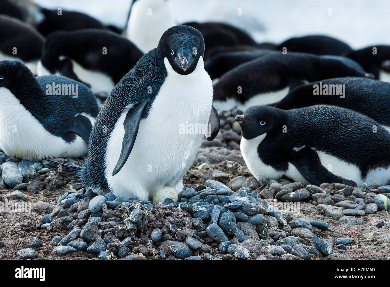 Adelie penguins (pygoscelis adeliae); Antarctica Stock Photo - Alamy