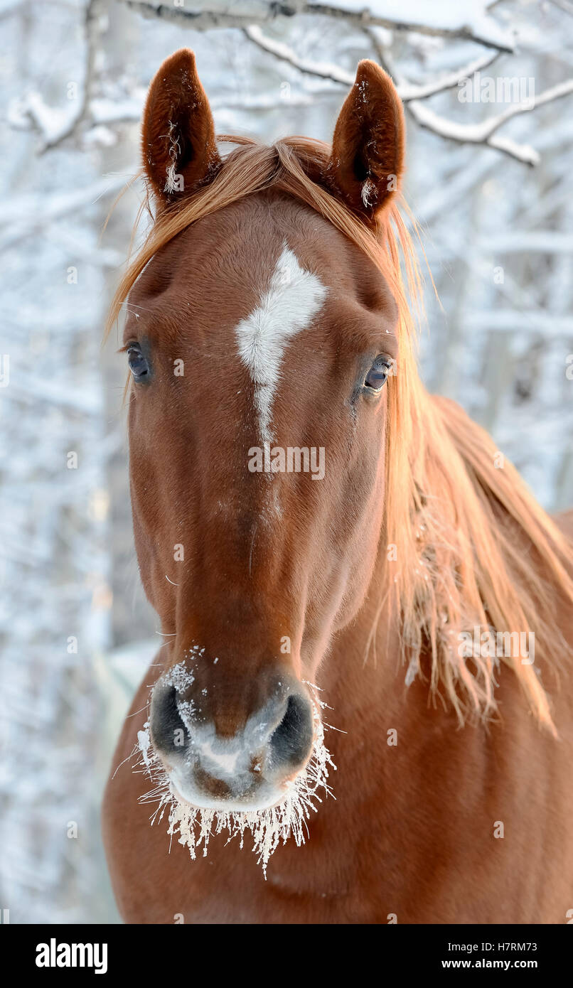 Cremona alberta hi-res stock photography and images - Alamy