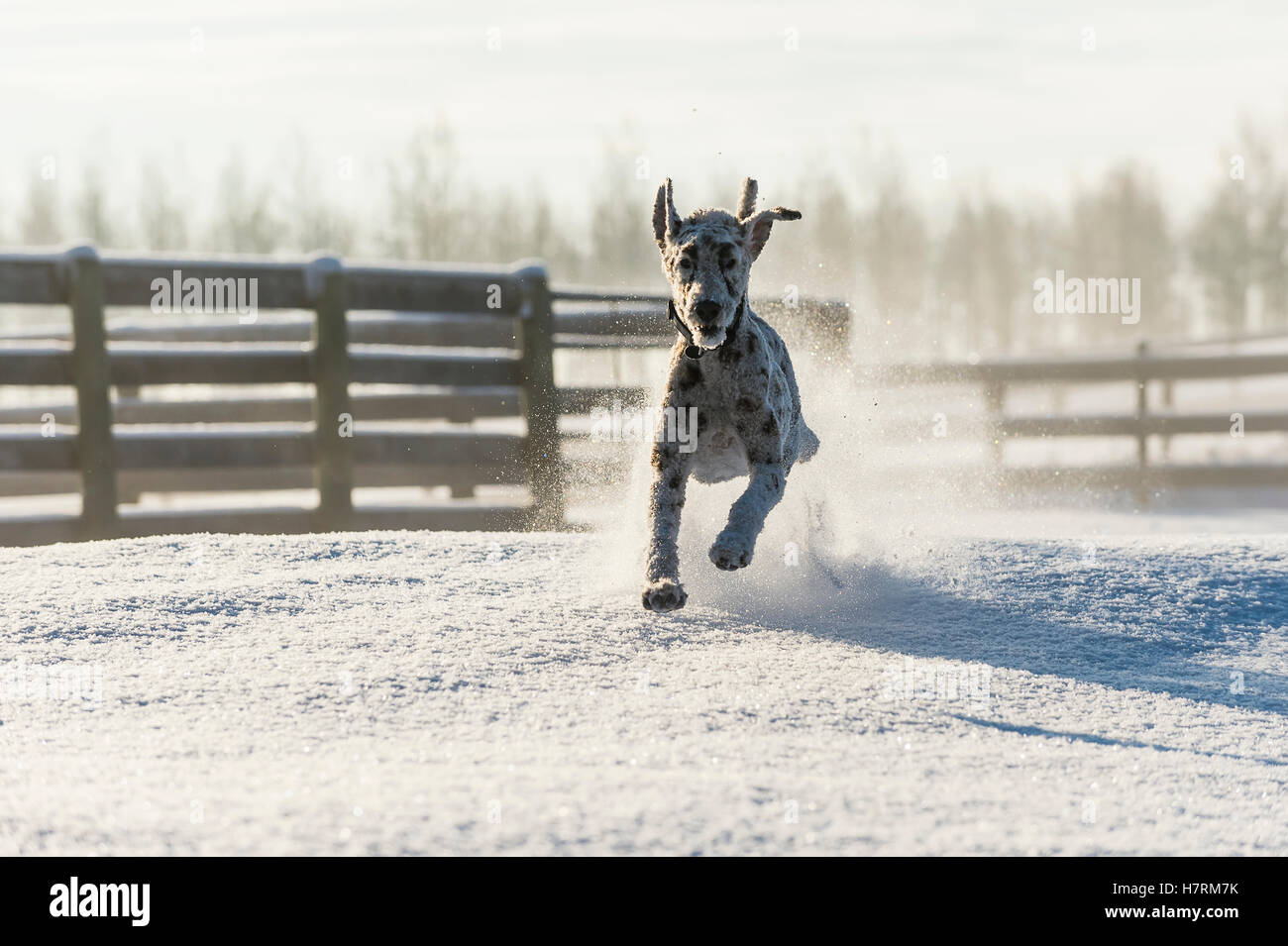 Dog running in the snow; Cremona, Alberta, Canada Stock Photo - Alamy