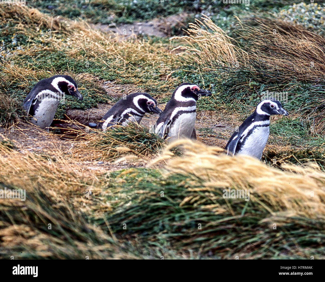 Magallanes Region, Chile. 22nd Feb, 2003. Magellanic penguins ...