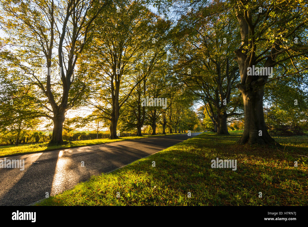 Brittle tree hi-res stock photography and images - Alamy
