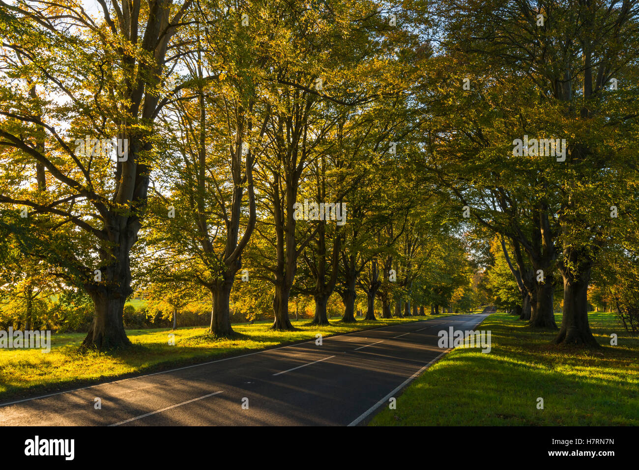 Wimborne, Dorset, UK. 7th Nov, 2016. UK Weather. Late afternoon golden ...