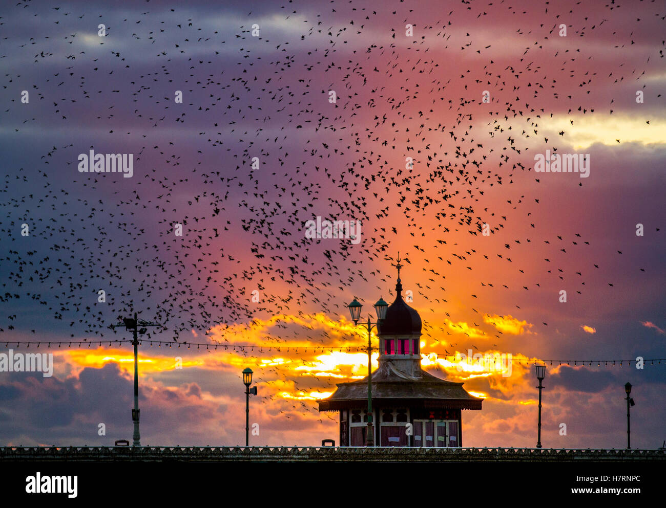 flock fly animal starling flight swarm bird dusk murmuration blackpool ...