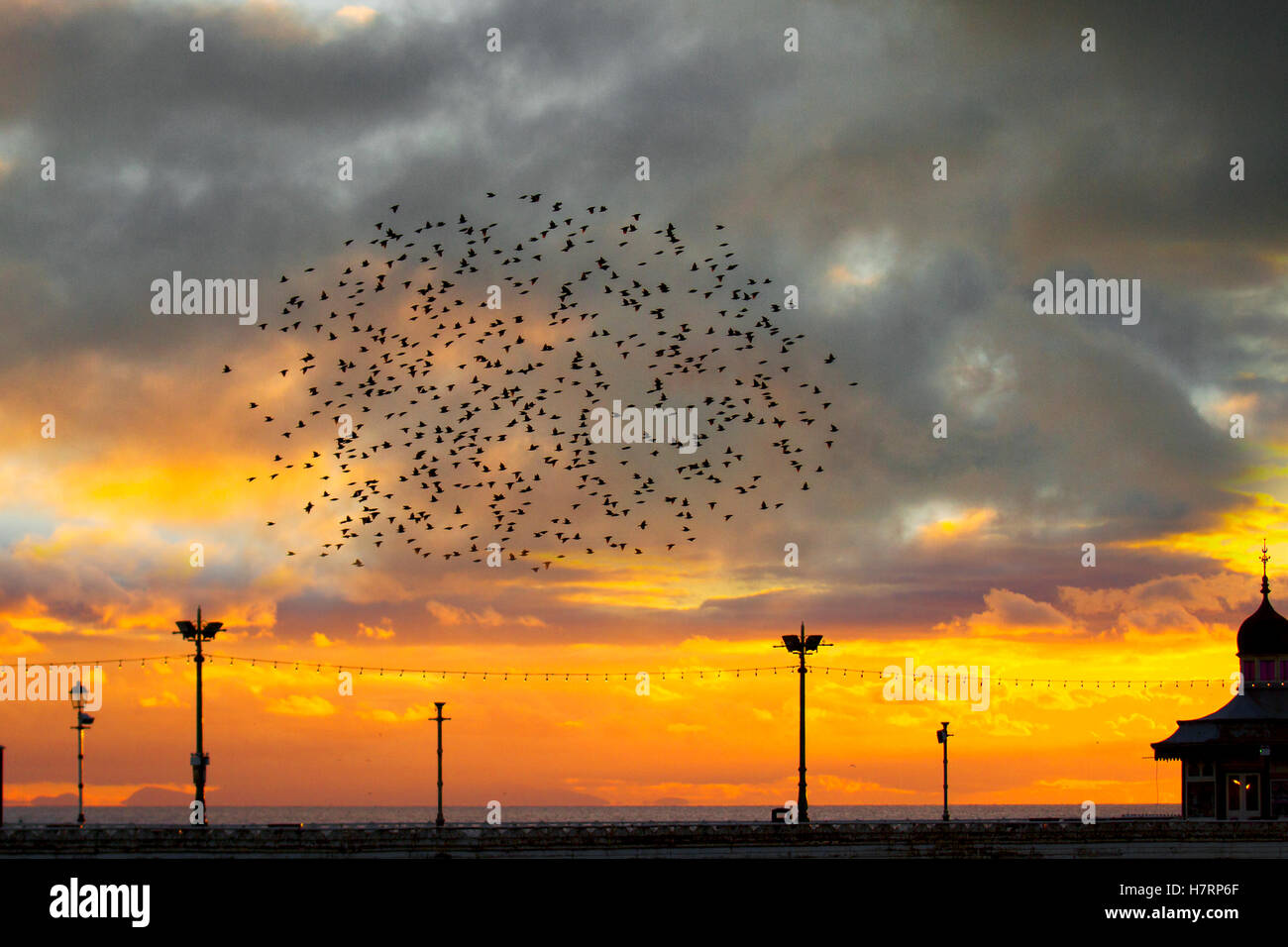 Birds in Flight, flying in the clouds flocks of Starlings at Blackpool ...