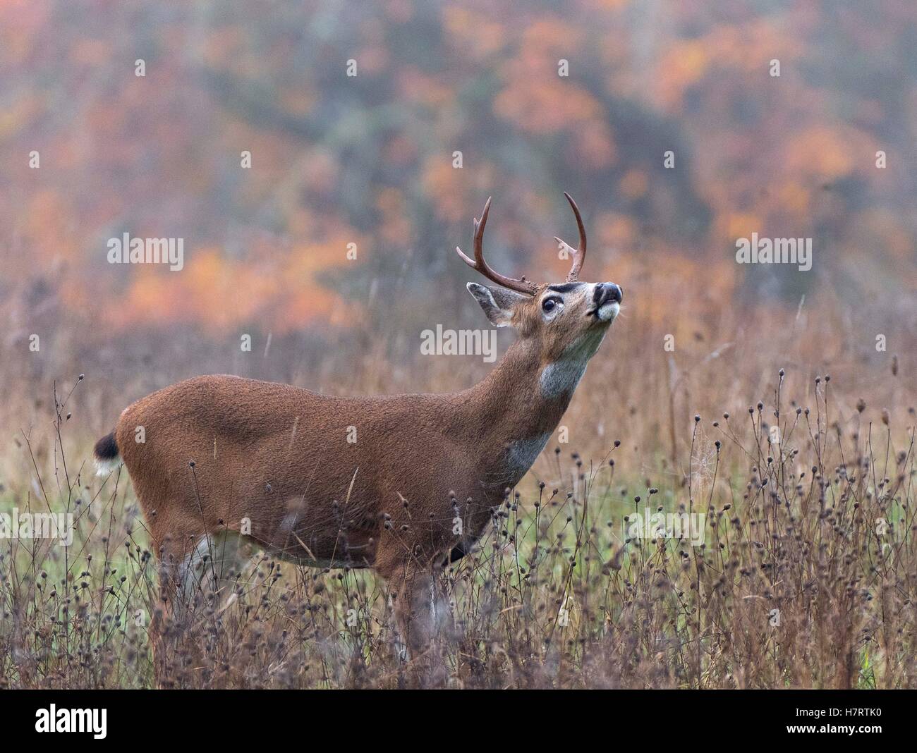 Elkton, Oregon, USA. 7th Nov, 2016. A black tailed deer buck in rut ...