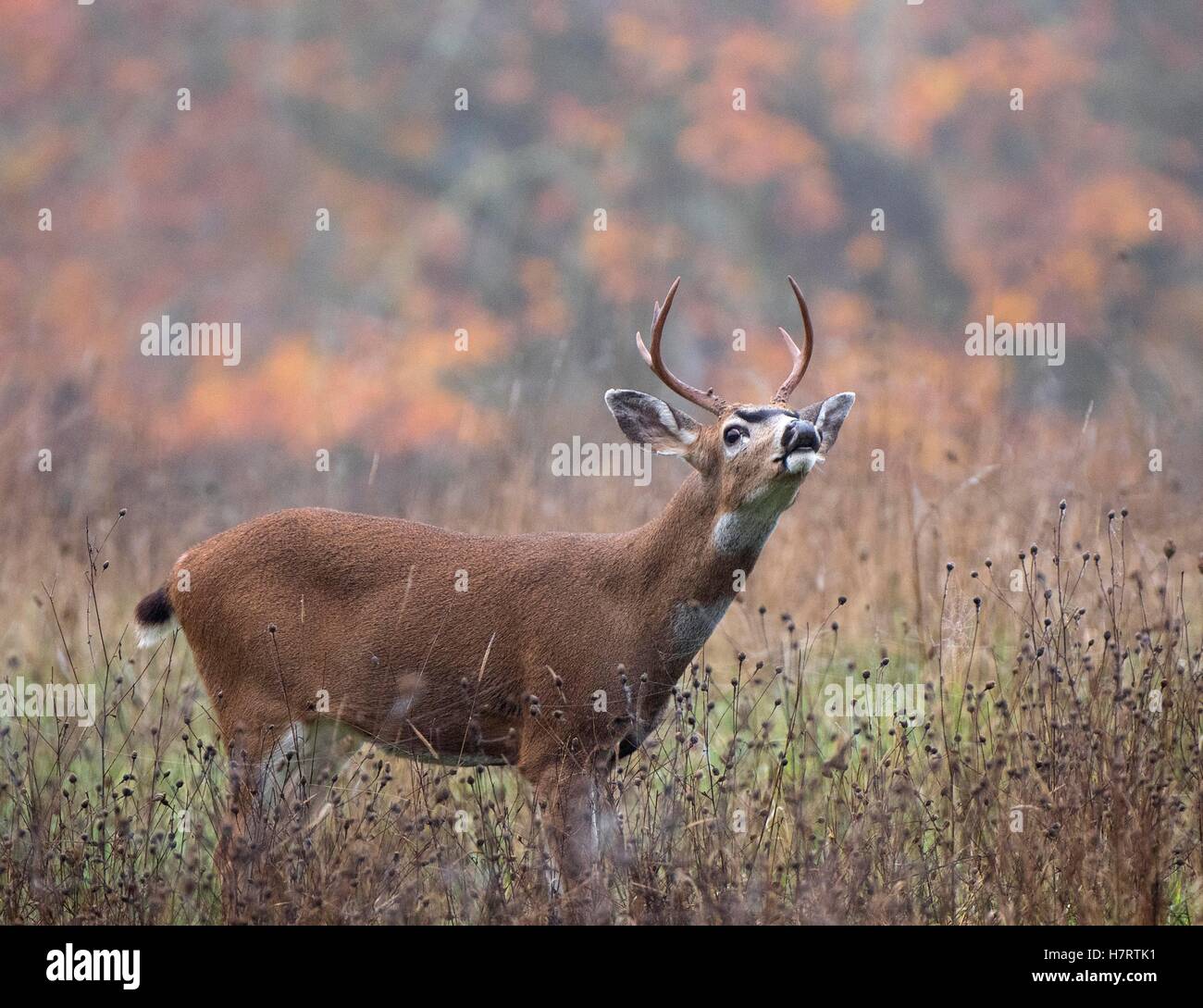 Elkton, Oregon, USA. 7th Nov, 2016. A black tailed deer buck in rut ...