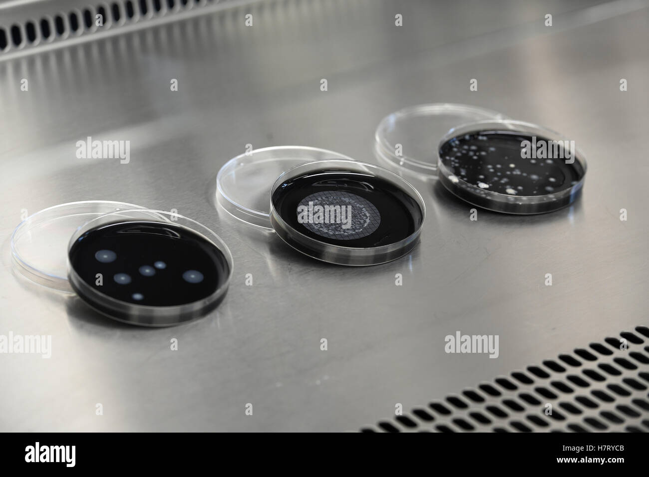 Legionella bacteria hi-res stock photography and images - Alamy