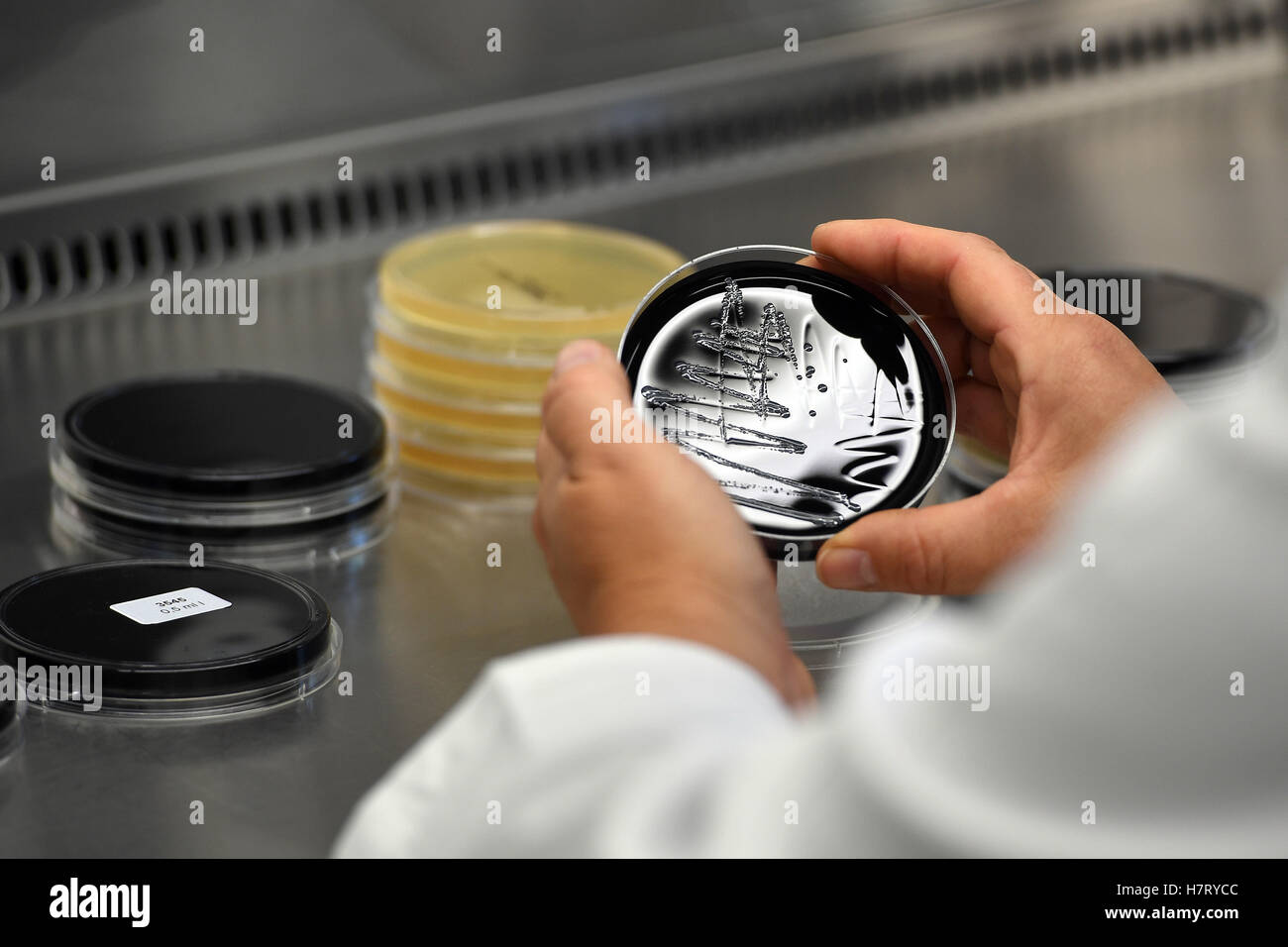 Legionella bacteria hi-res stock photography and images - Alamy