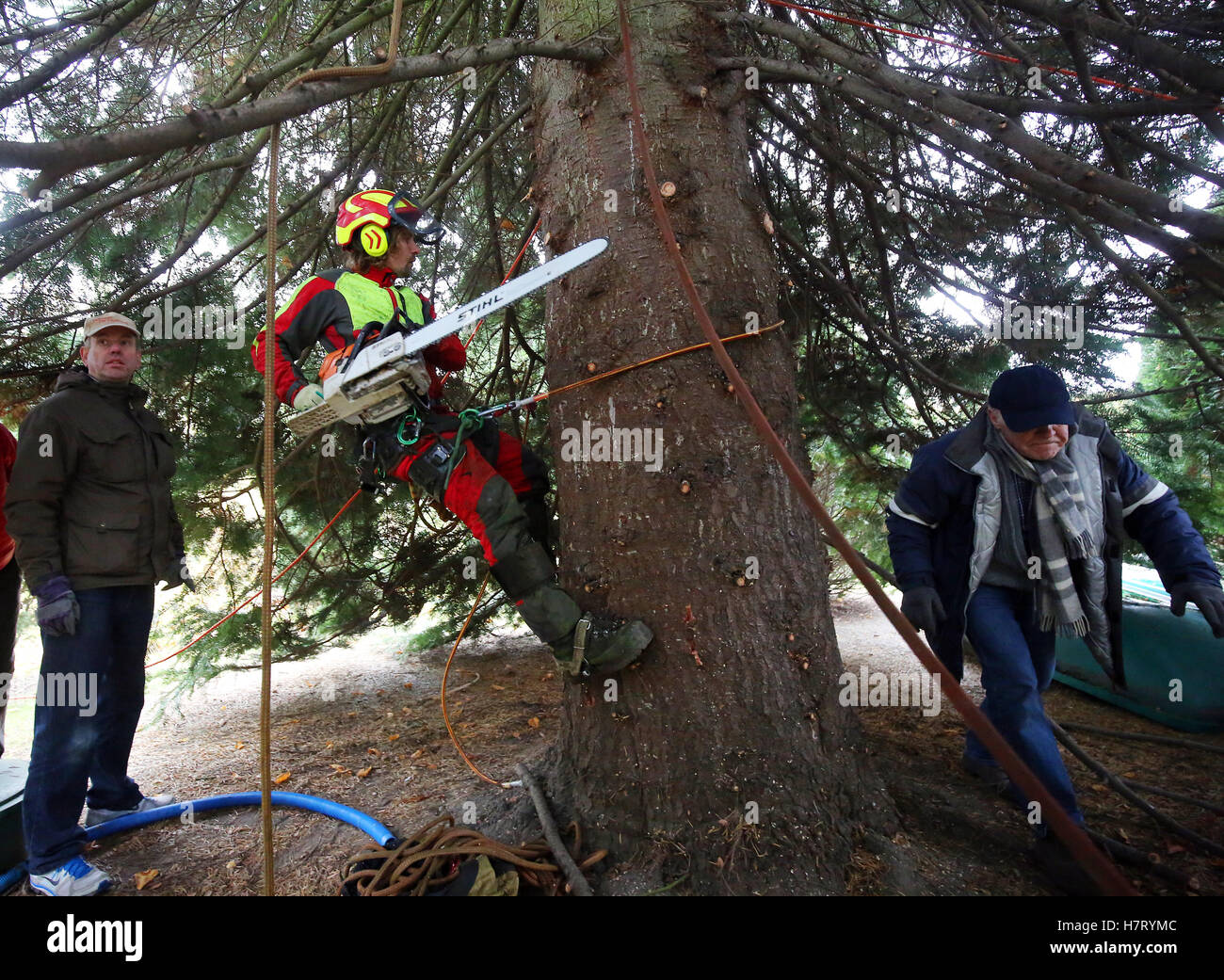 Berlin, Germany. 08th Nov, 2016. A professional tree feller uses a ...