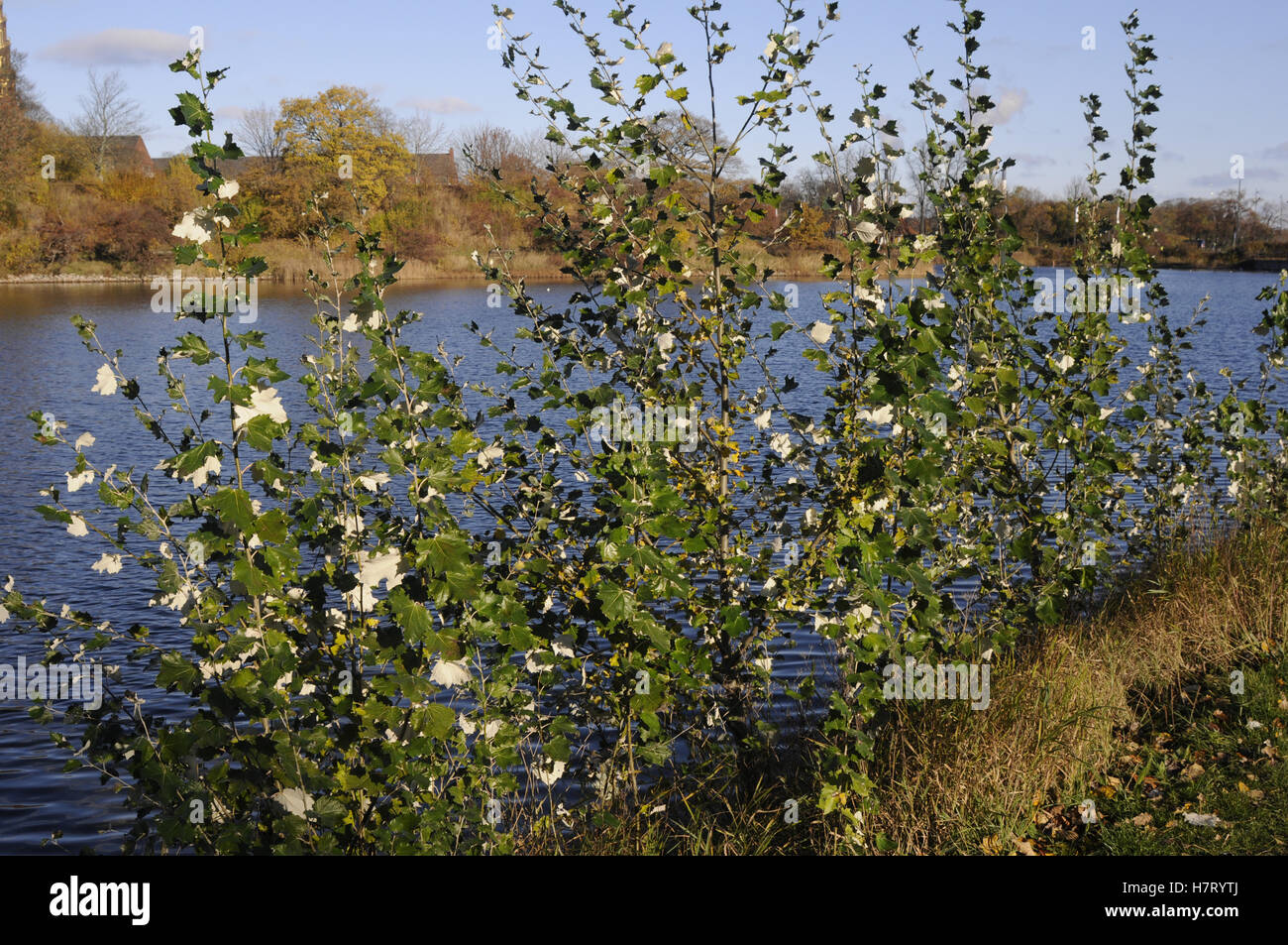 Kastrup, Copenhagen, Denmark. 8th Nov, 2016. Golden brown and yellow ...