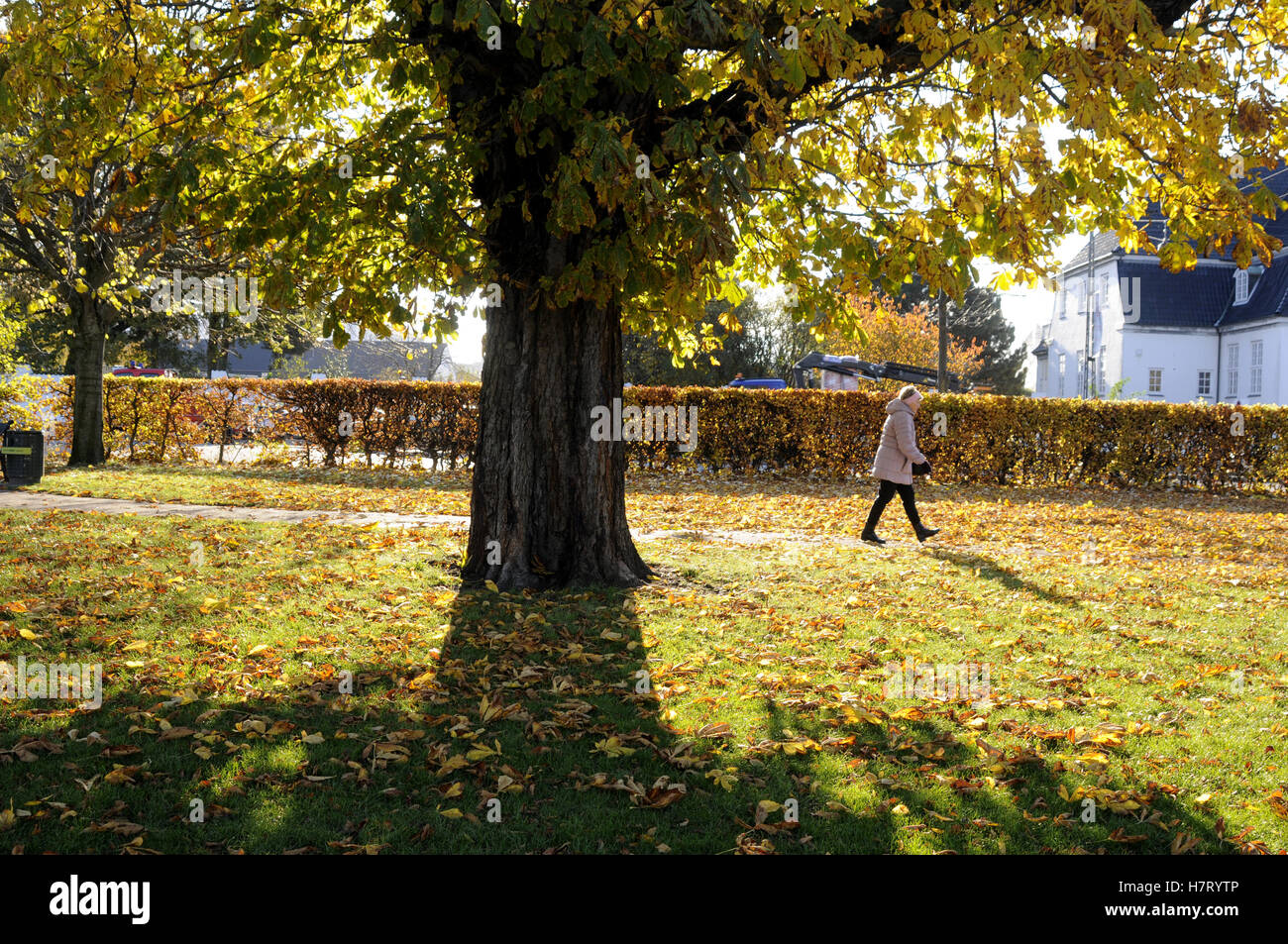 Kastrup, Copenhagen, Denmark. 8th Nov, 2016. Golden brown and yellow ...