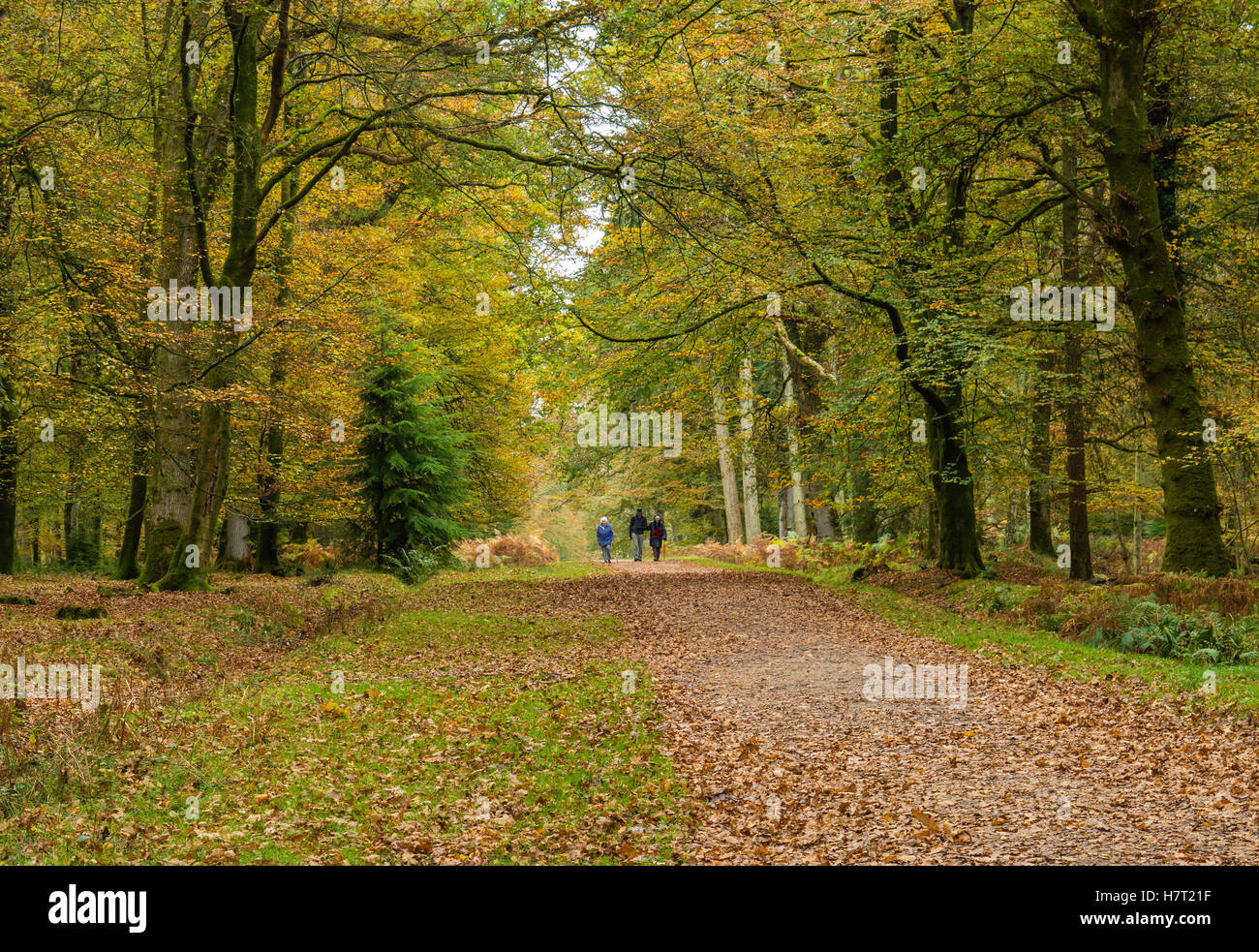 Three people walking in The New Forest National Park, Hampshire, UK ...