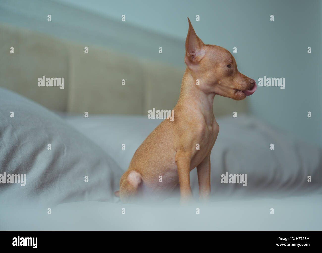 Closeup of cute miniature ginger pinscher puppy sitting on bed with his ...
