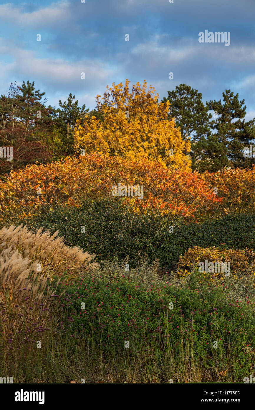 Mixed Planting in Autumn Colour Stock Photo - Alamy