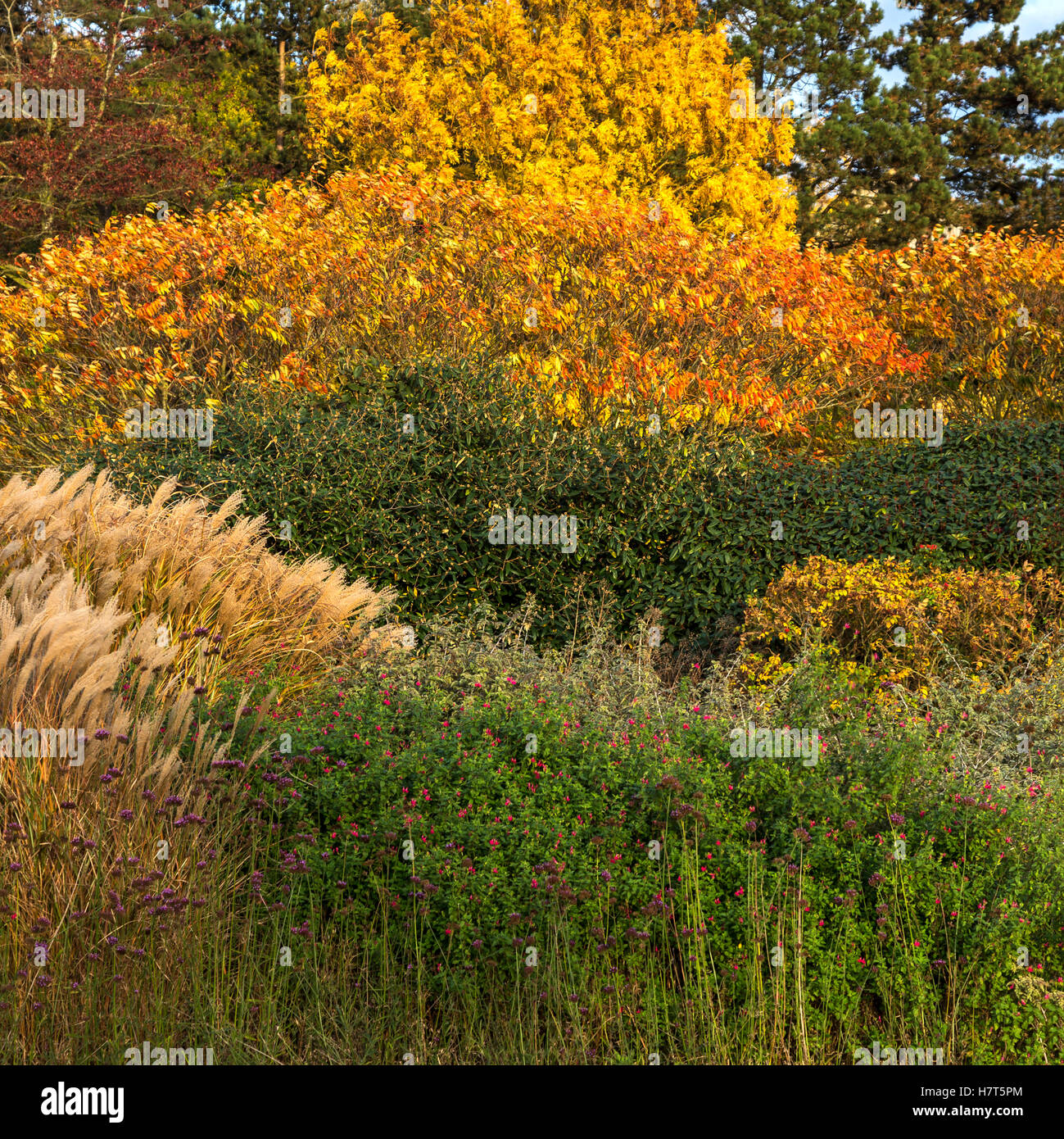 Mixed Planting in Autumn Colour Stock Photo - Alamy