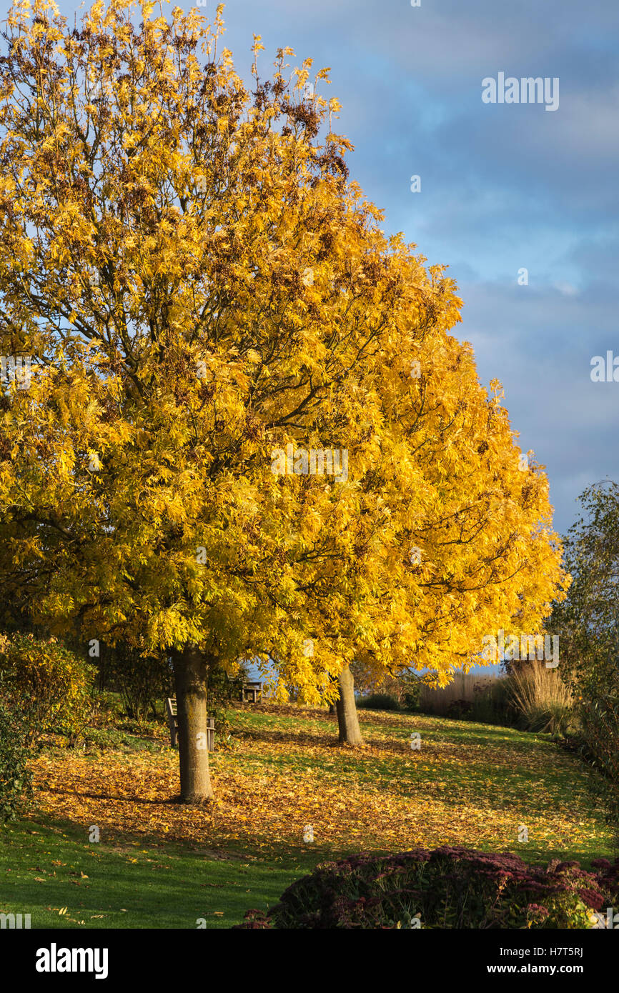 Late Autumn Afternoon Sun Illuminates Ash Trees Stock Photo - Alamy