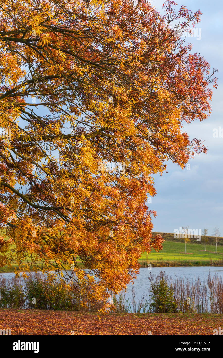 Richly Coloured Ash Leaves Lit by Late Autumn Afternoon Sun Stock Photo ...