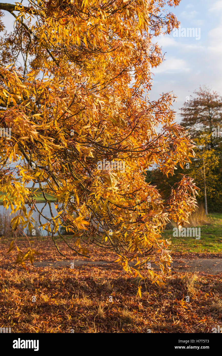 Richly Coloured Ash Leaves Lit by Late Autumn Afternoon Sun Stock Photo ...