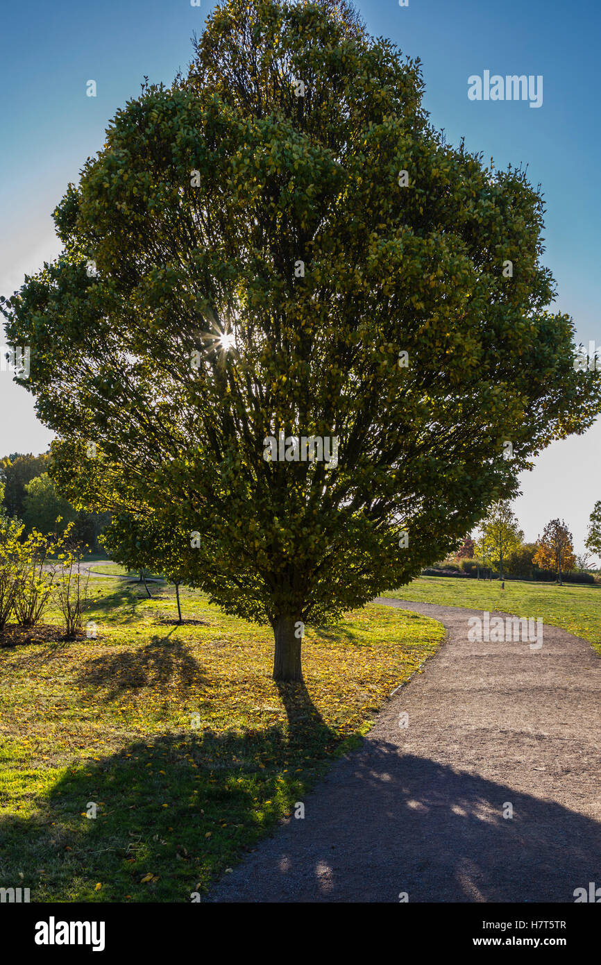 Tree shadow early morning hi-res stock photography and images - Alamy