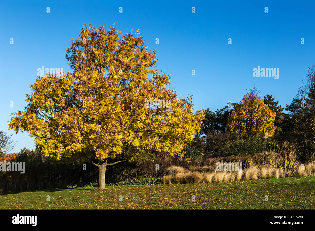 Ash Trees in Bright Early Morning Sunlight Stock Photo - Alamy