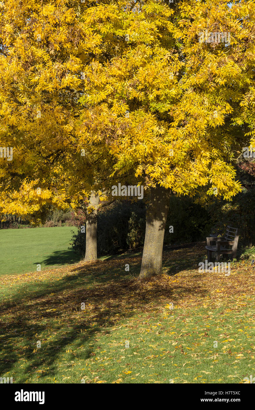 Ash Trees in Autumn Leaf Stock Photo - Alamy