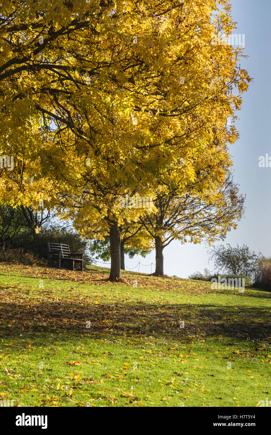 Ash Trees in Autumn Stock Photo - Alamy
