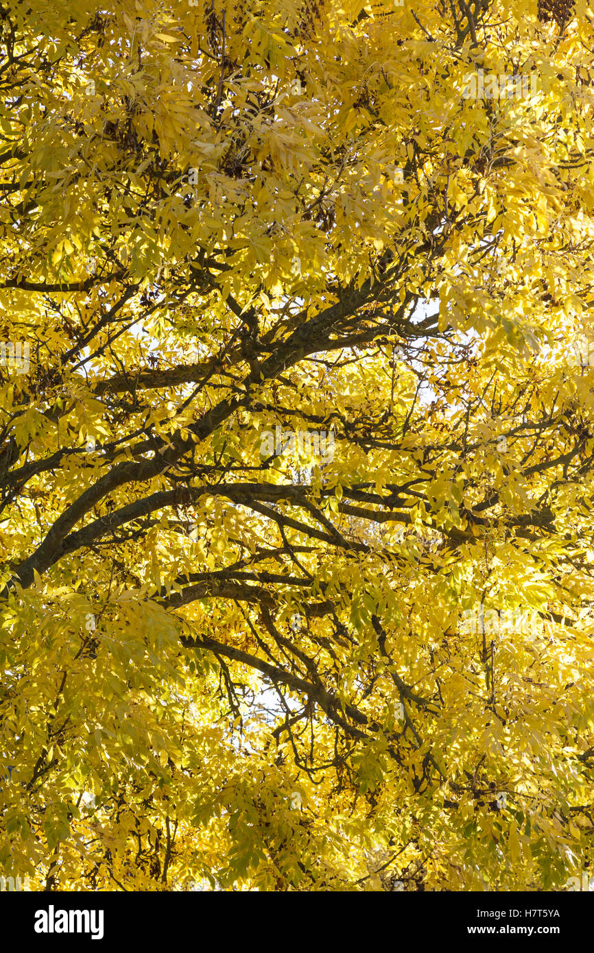 Ash Tree with Yellow Autumn Leaves Backlit by Sun Stock Photo - Alamy