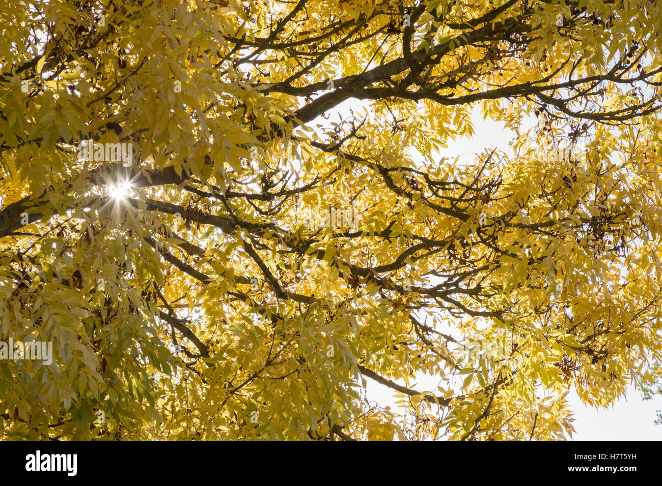 Yellow Ash Tree High Resolution Stock Photography and Images - Alamy