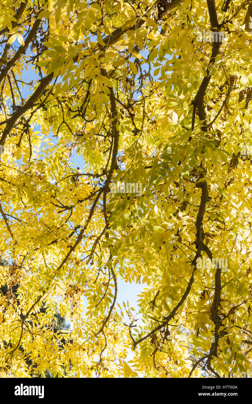 Ash Tree with Yellow Autumn Leaves Backlit by Sun Stock Photo - Alamy