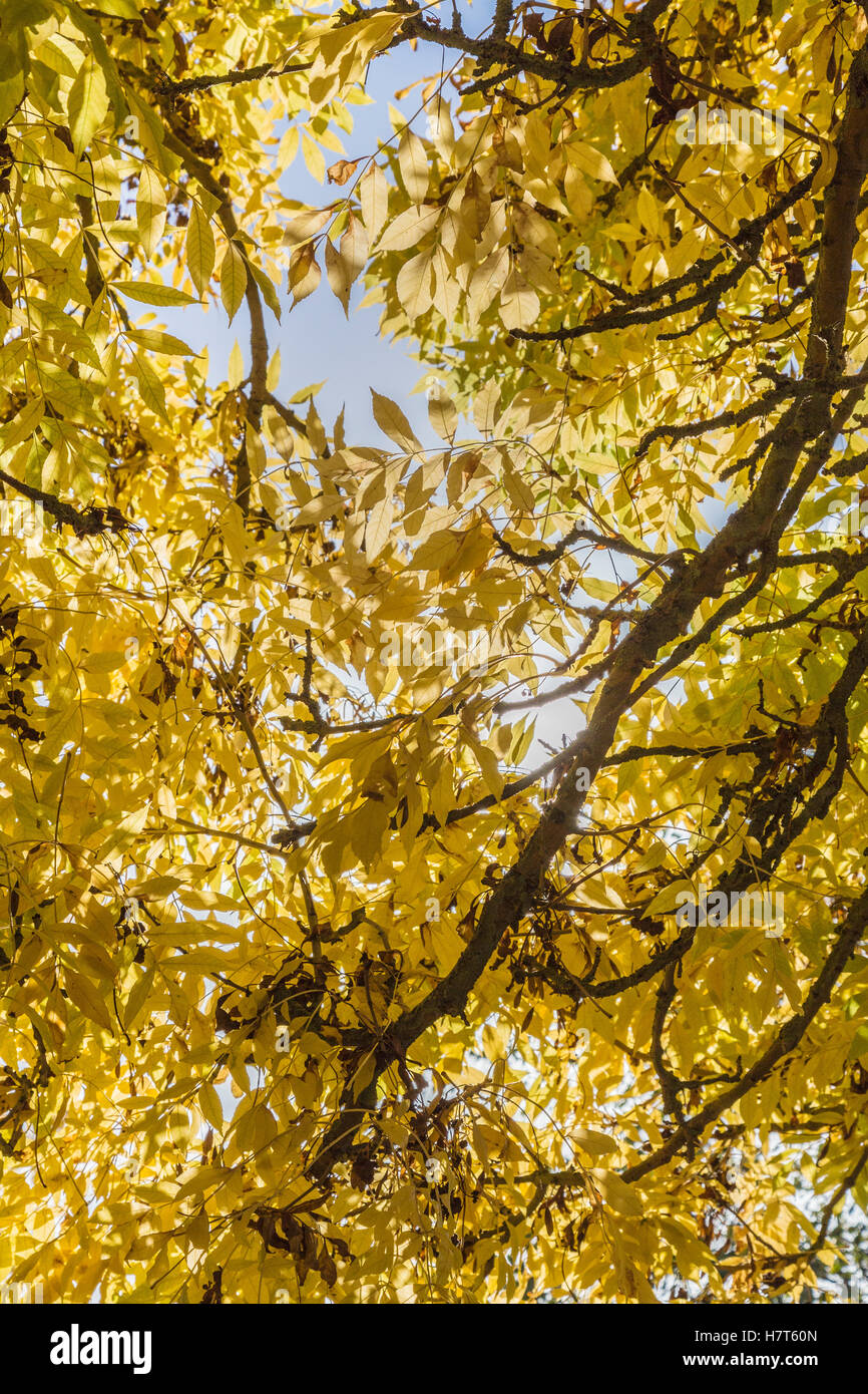 Ash Tree with Yellow Autumn Leaves Backlit by Sun Stock Photo - Alamy