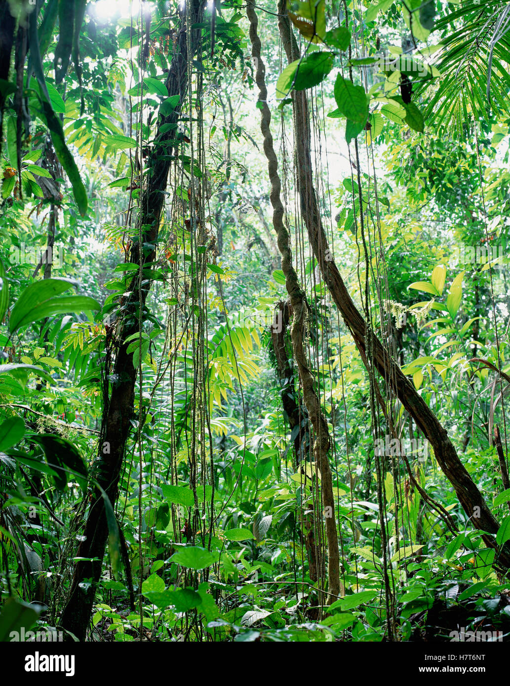 Rainforest interior, South America Stock Photo - Alamy