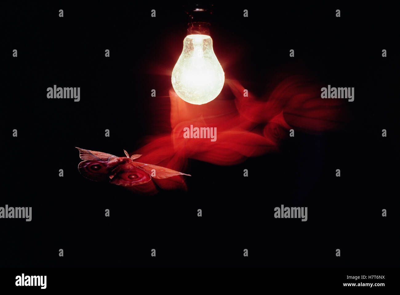 Suraka Silk Moth (Antherina suraka) flying around light bulb ...