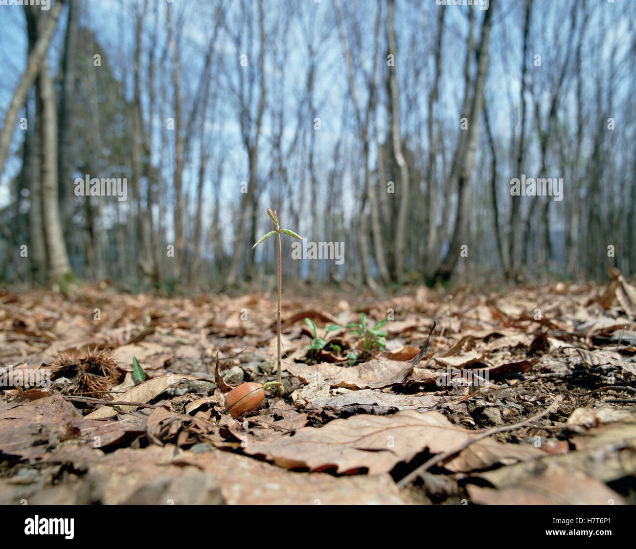 Konara Oak (Quercus serrata) new sprout growing from acorn on forest ...