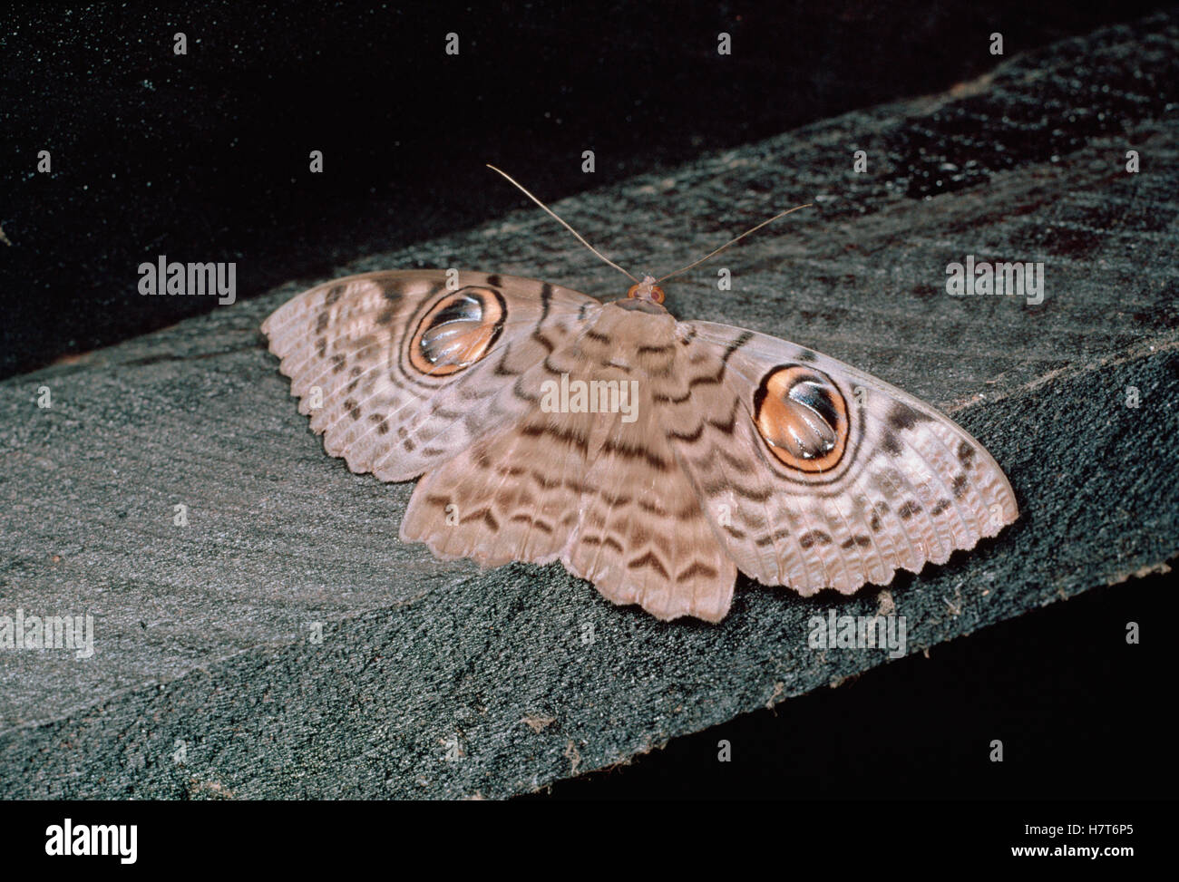 Moth of unknown species displaying false eye-spots on spread wings ...