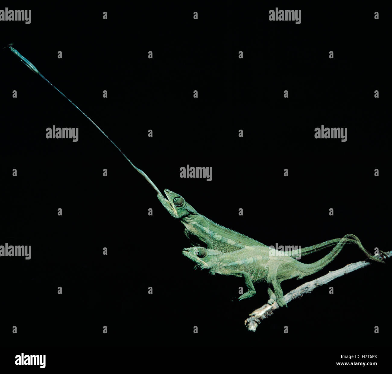 Chameleon (Chamaeleo sp) catching insect with tongue, Madagascar Stock ...
