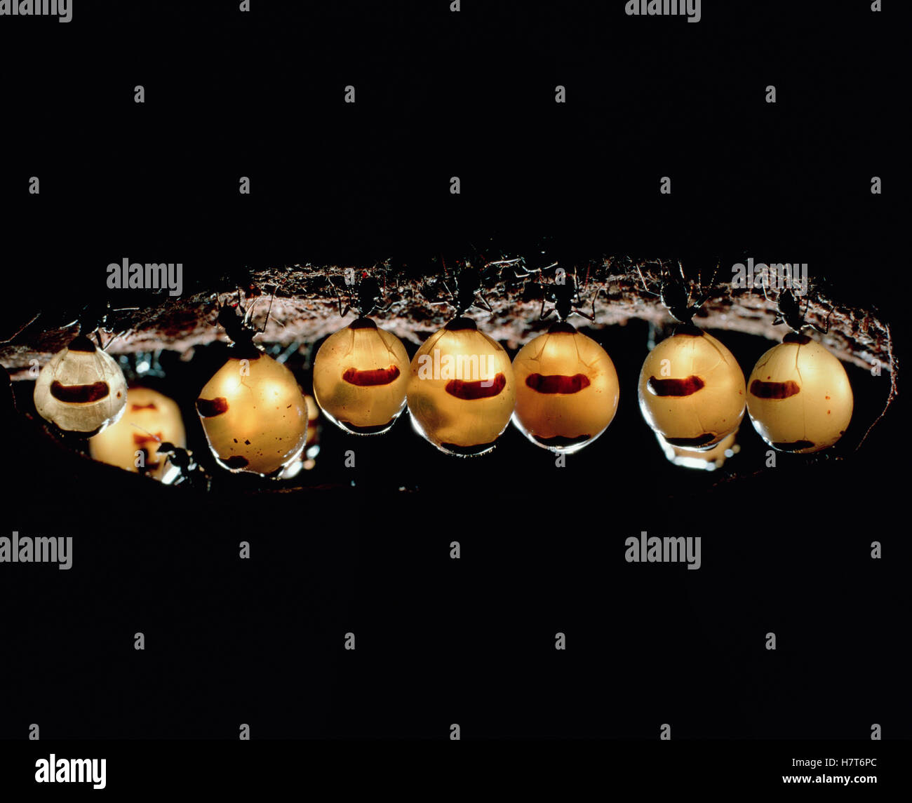 Honeypot Ant (Camponotus inflatus) repletes hanging from ceiling of ...