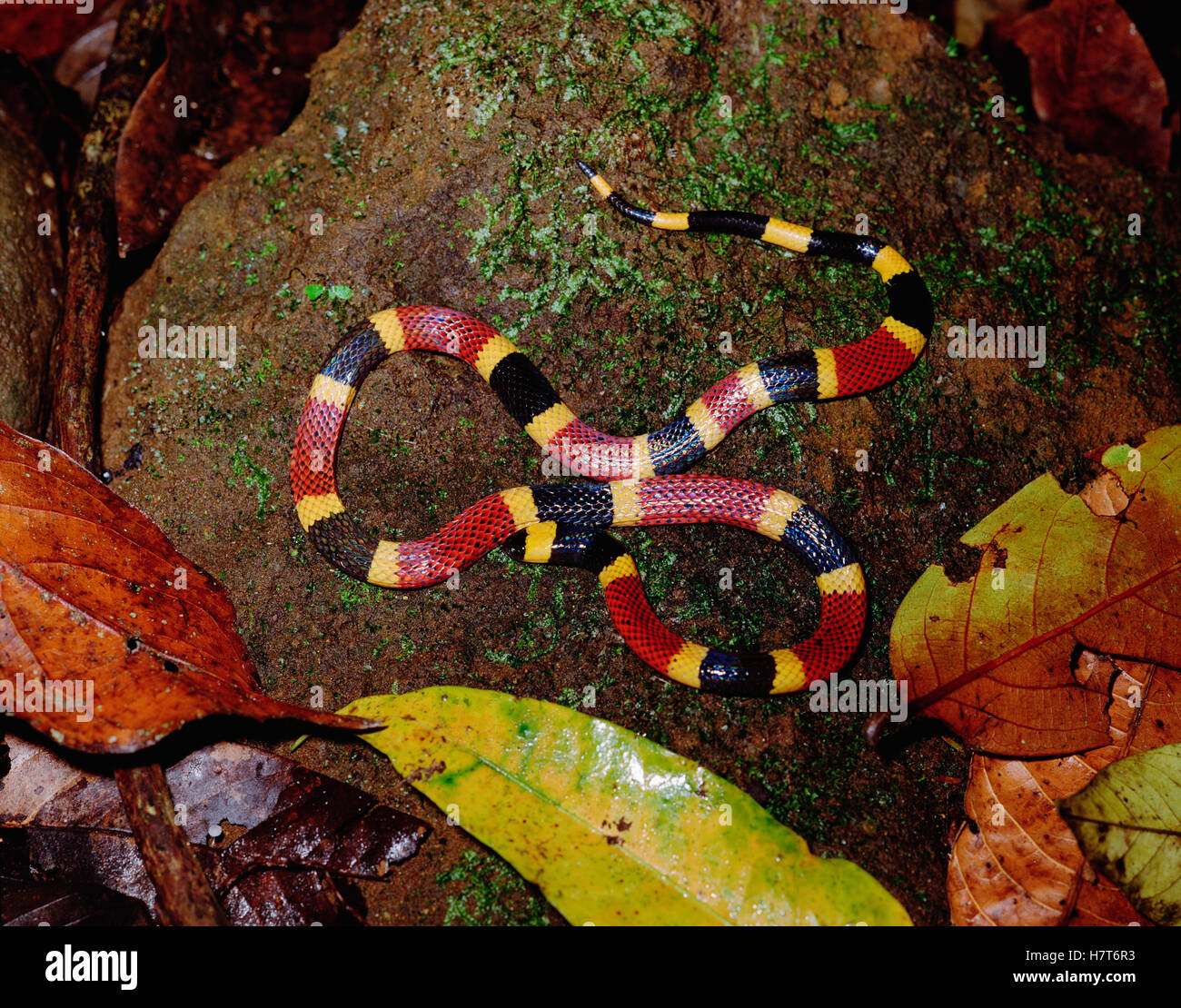 Black-banded Coral Snake (Micrurus nigrocinctus) aerial view, on rock ...